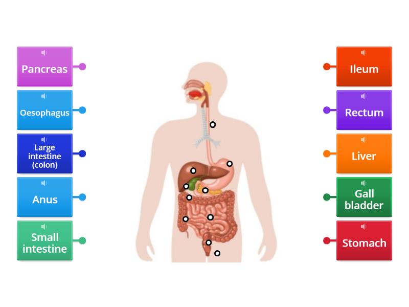 Label The Human Digestive System - Labelled diagram
