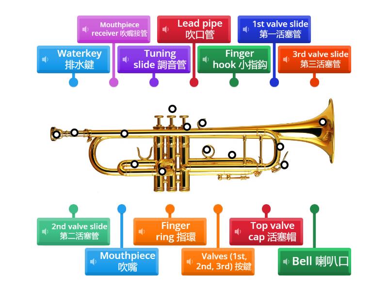 112-2 Trumpet Anatomy B - Labelled diagram