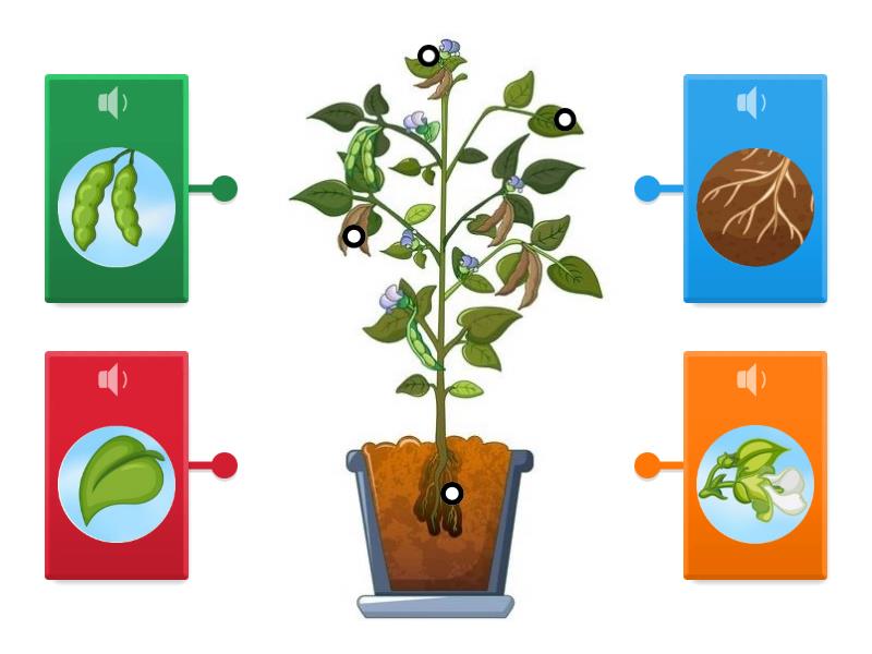 Pupos augalo dalys - Diagrama su kortelėmis