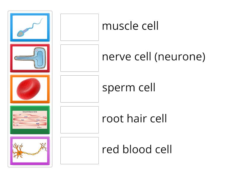 Specialised cell - Match up
