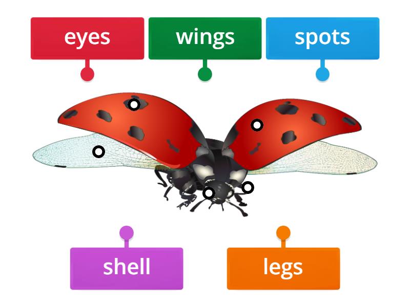 Ladybird Label - Labelled diagram