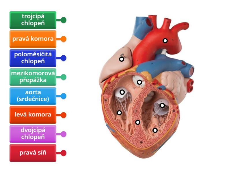 SRDCE STAVBA - Labelled diagram