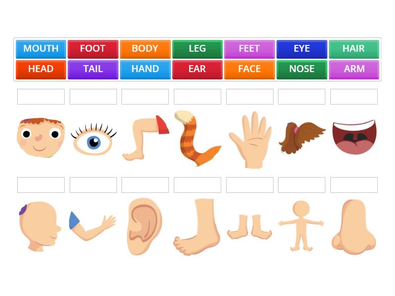 Match - Body parts - Match up