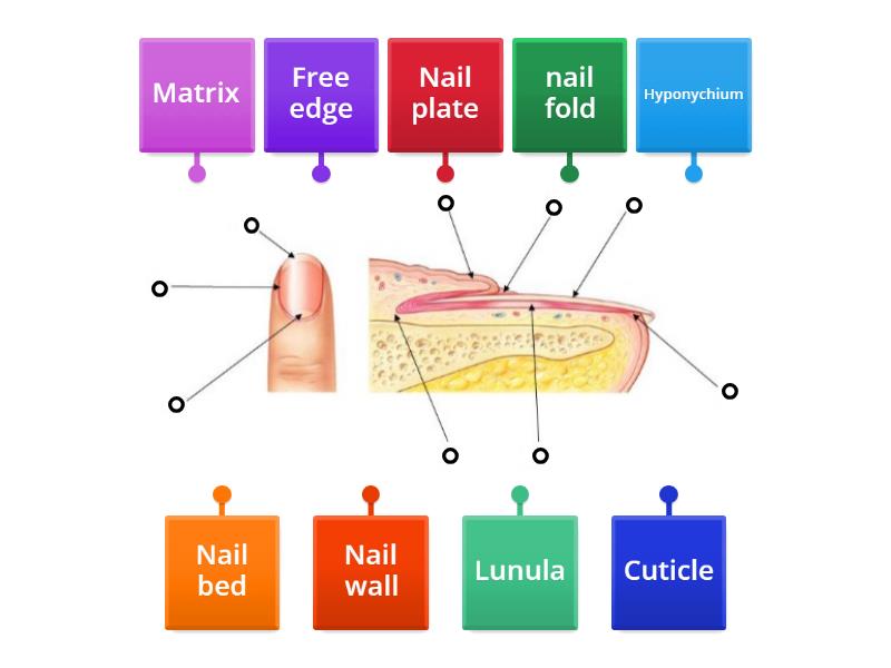 Structure of the Nail - Labelled diagram