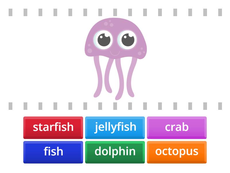 sea creatures - Find the match