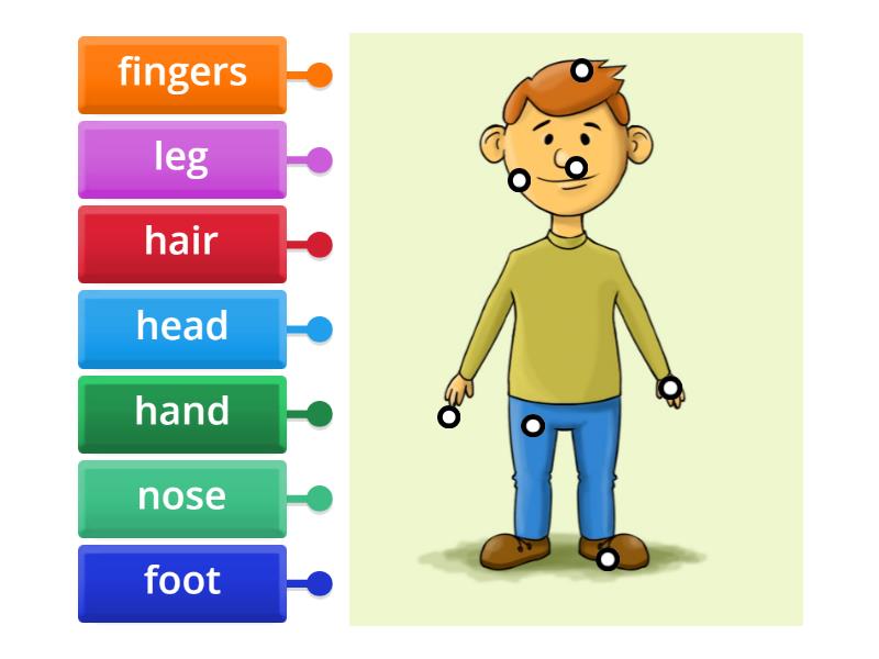 Body parts - Labelled diagram