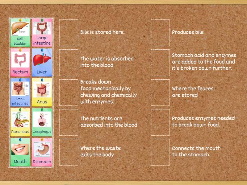Digestive System - Match up