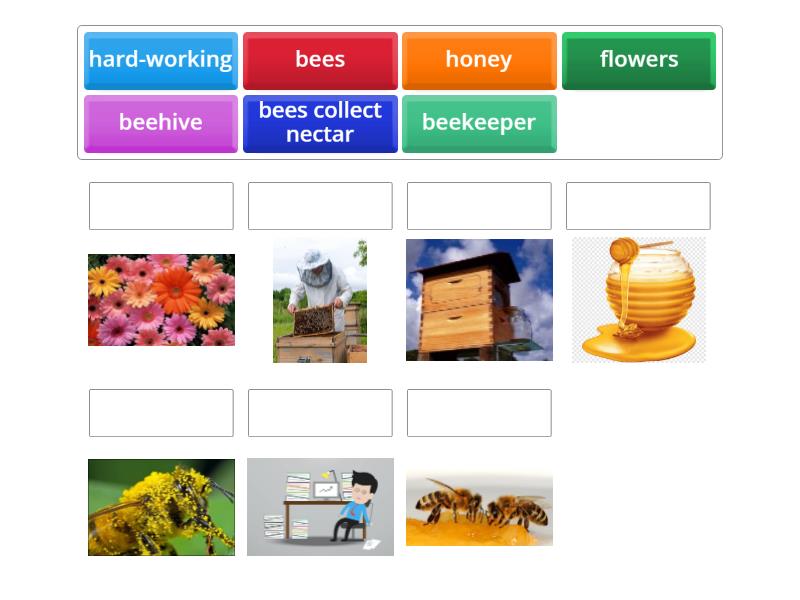 Hard -working bees - Match up