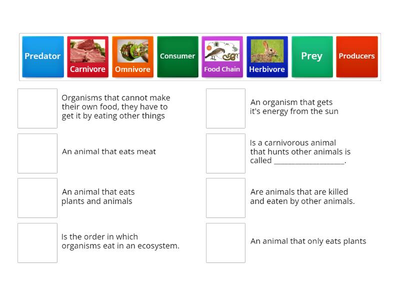 Food Chain - Match up