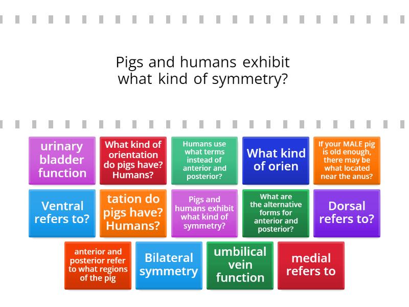 Dissection 1 - Find the match