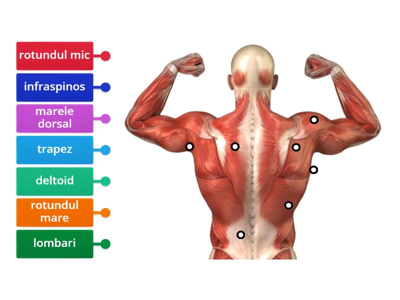 muschi spatelui - Labelled diagram