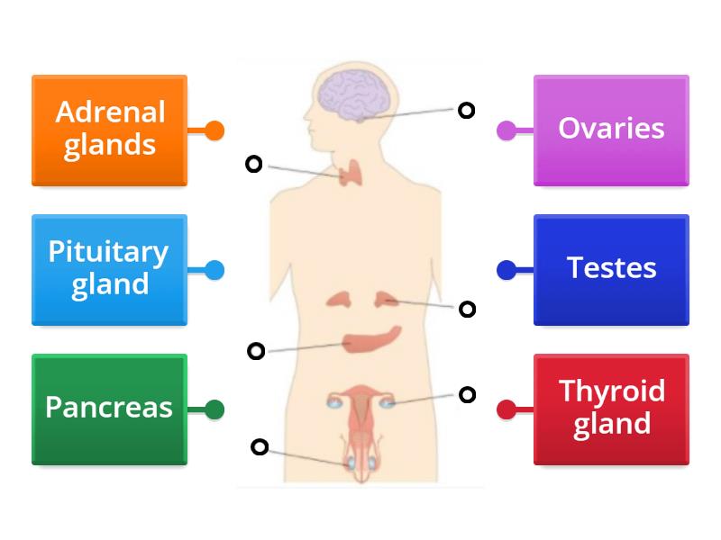 Endocrine Glands - Labelled diagram
