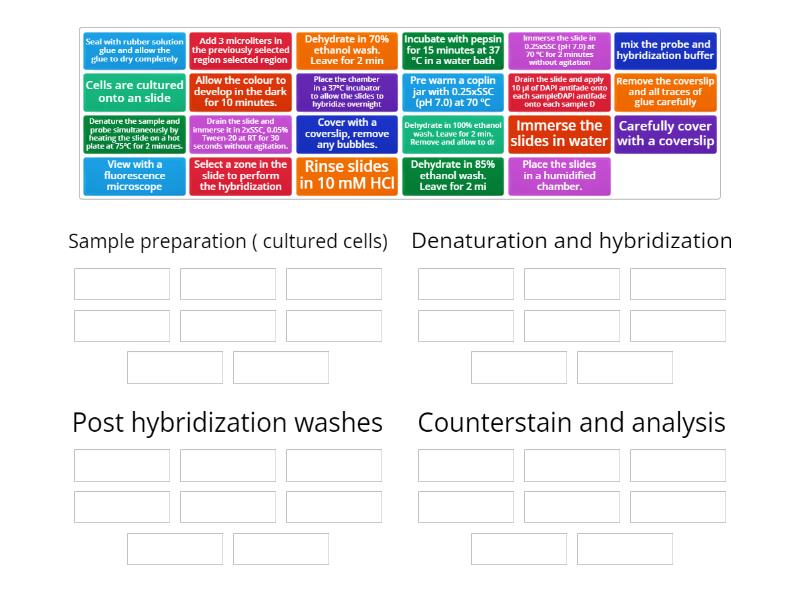 in situ hybridization protocol - Group sort
