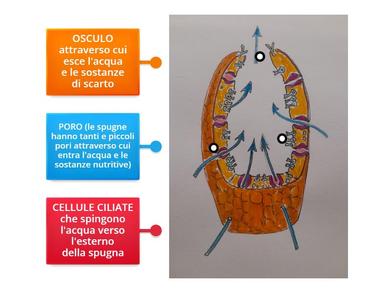 SPUGNA -anatomia- - Labelled diagram