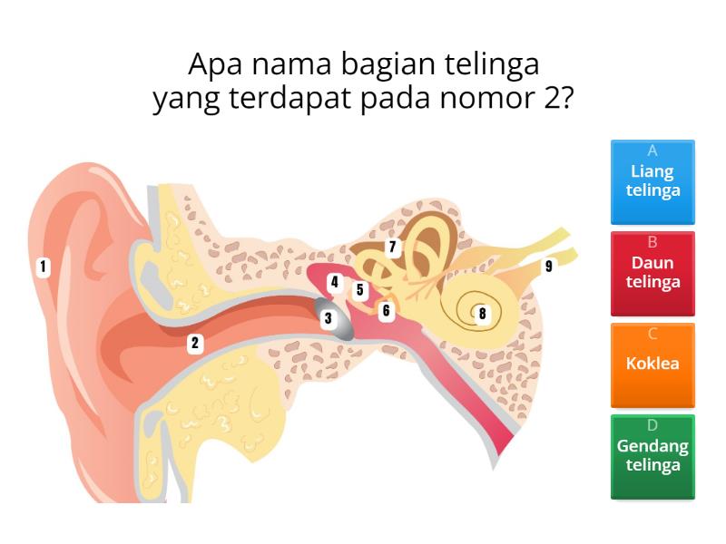 Bagian-bagian telinga - Quiz