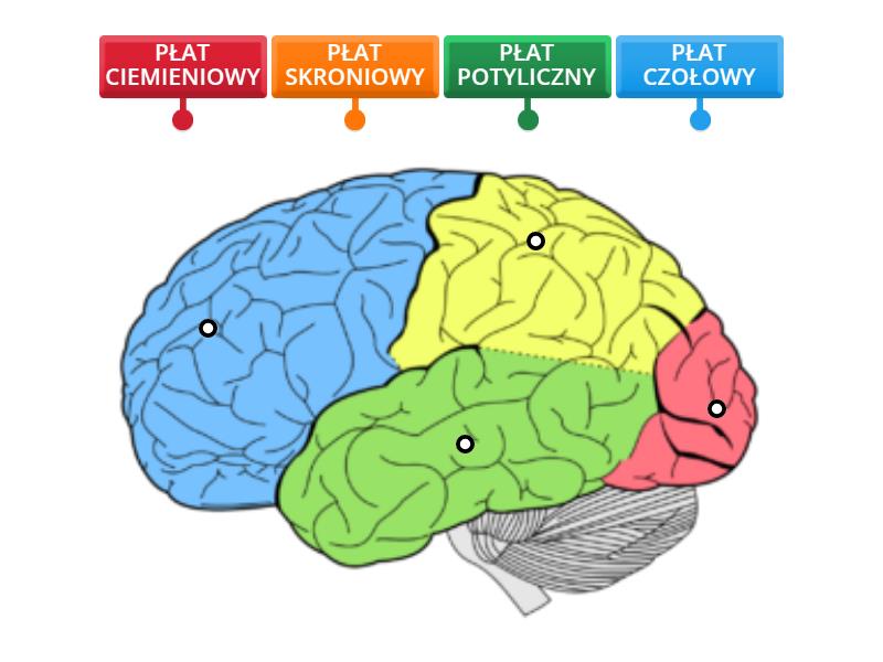 Mózg - płaty - Labelled diagram