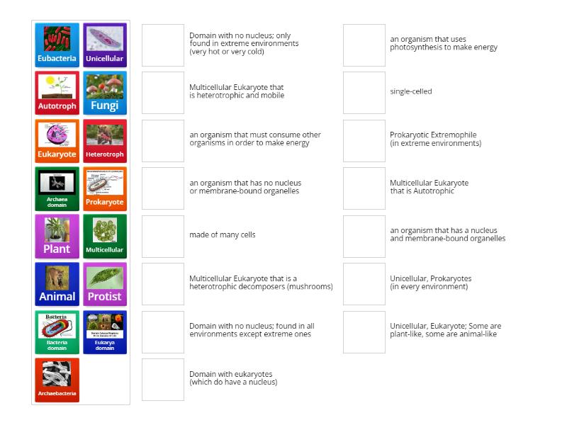 Classification vocabulary - Match up