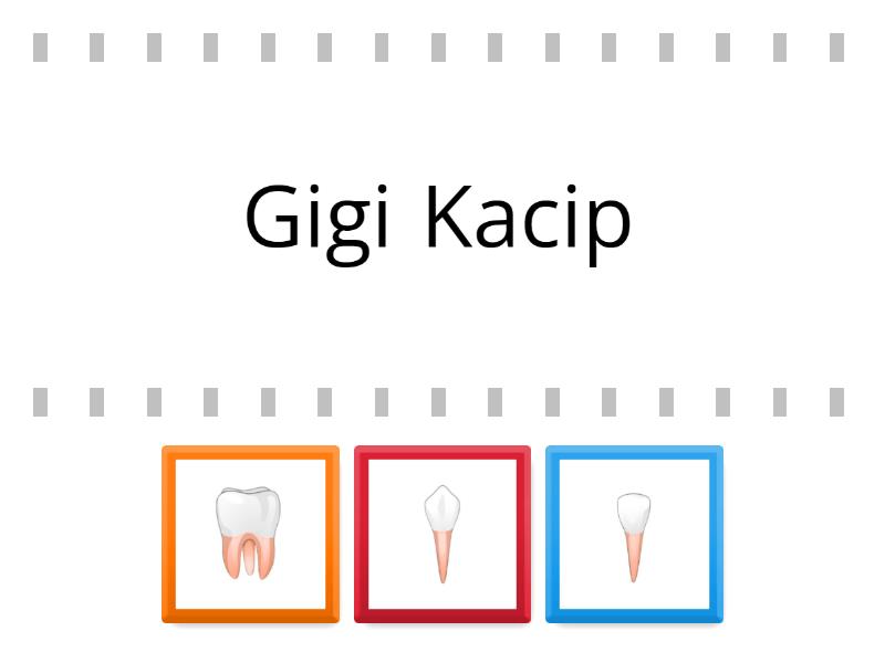 Jenis Gigi - Find the match