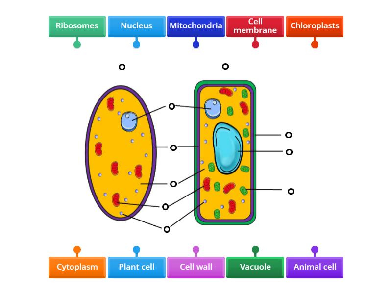 Plant and Animal Cell Structure - Labelled diagram