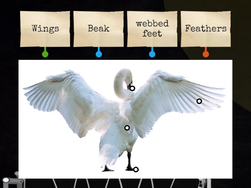 Body parts of a bird - Labelled diagram