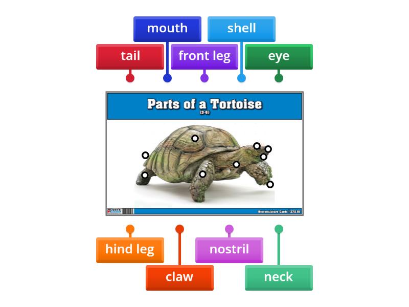 Tortoises - Labelled diagram