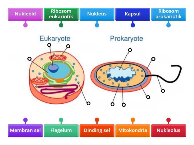 Sel Eukariotik dan Prokariotik - Labelled diagram