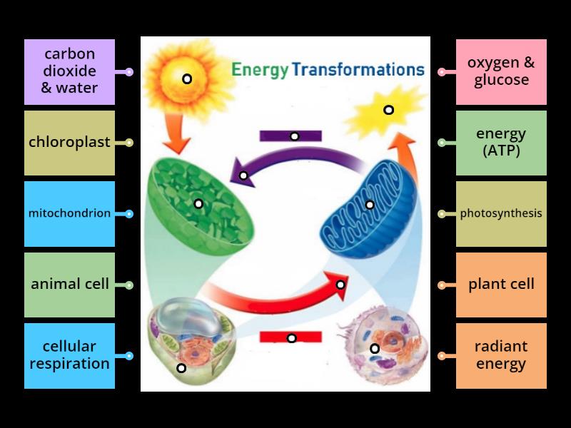 Model 2: Photosynthesis/Cellular Respiration - Flow of energy and ...