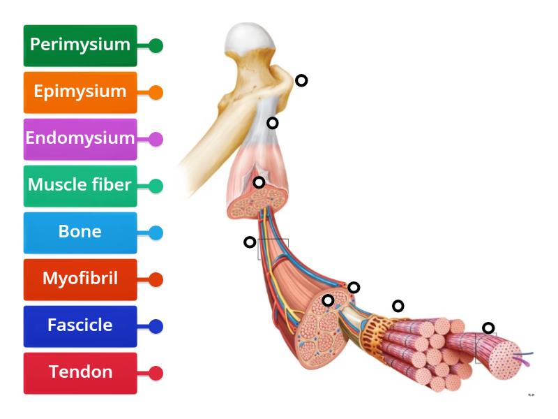 Structure of a skeletal muscle - Diagrama con etiquetas