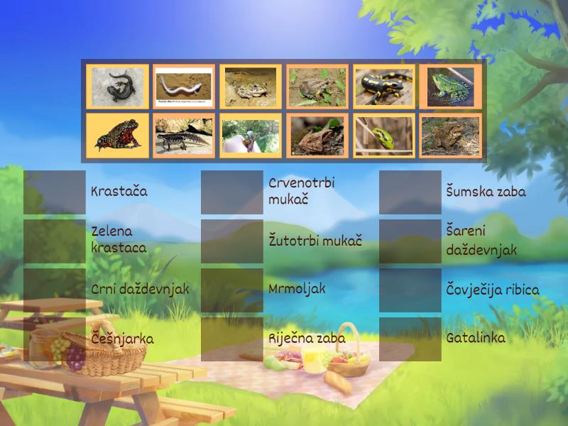 Vodozemci - Match up