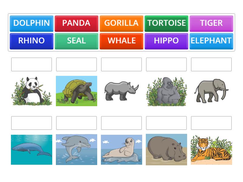 ANIMAL VOCABULARY - Match up