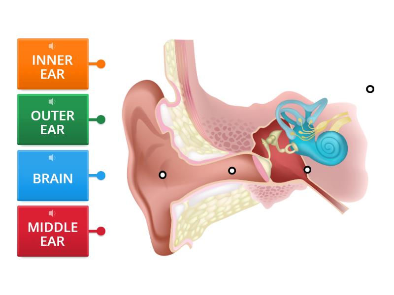 HOW DO WE HEAR SOUNDS? - Labelled diagram