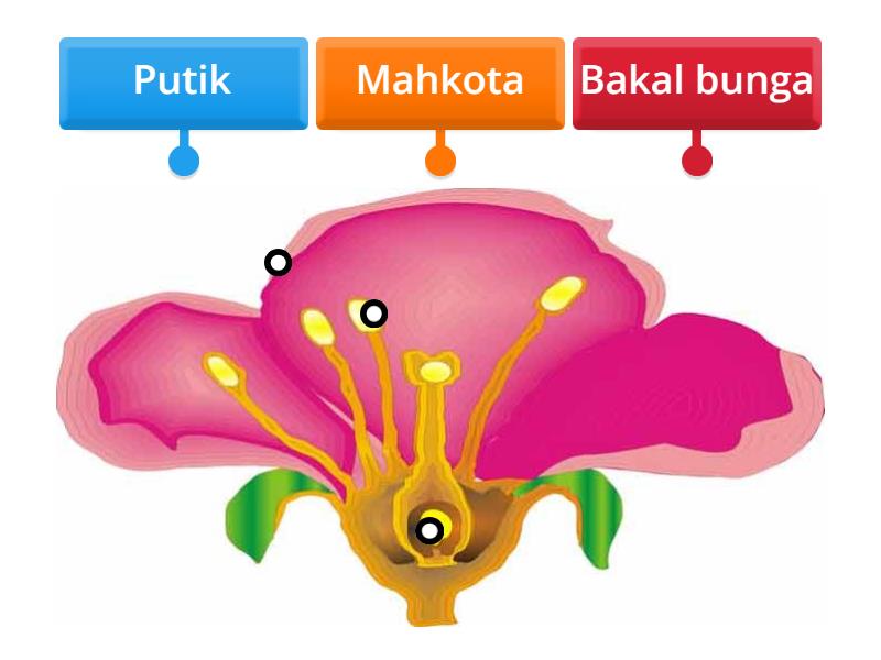 Bagian-bagian bunga - Labelled diagram