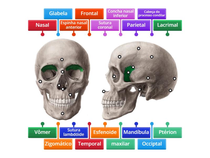 OSSO CRANIAL DA FACE E LATERAL - Labelled diagram
