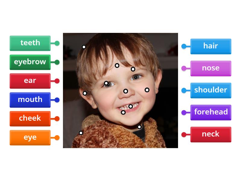 face - Labelled diagram
