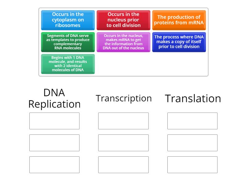 DNA Replication, Transcription, Translation - Ordenar por grupo