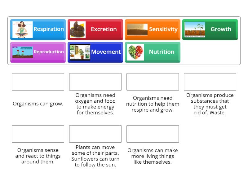 MRS GREN- Science - Match up