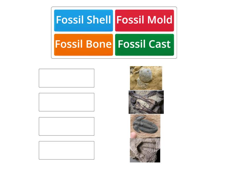 Fossil Types - Une las parejas