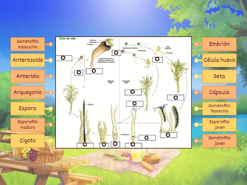 Ciclo de vida de Briofitas - Diagrama con etiquetas
