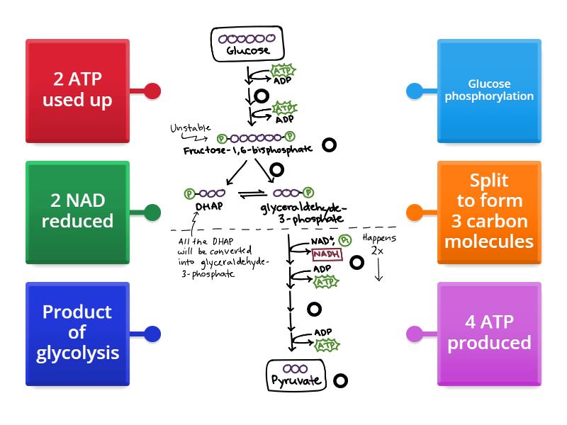 KS5 Glycolysis steps - Diagrama con etiquetas