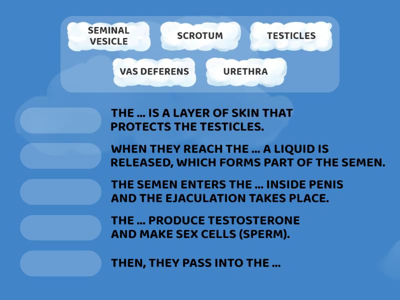 THE MALE REPRODUCTIVE SYSTEM - Match up