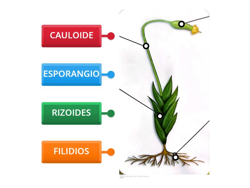 Reino Plantas Talófitas 1ºESO - Diagrama con etiquetas