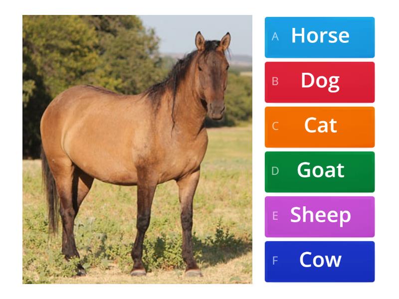 Pre-Starters A1 - Farm animal vocab - Quiz