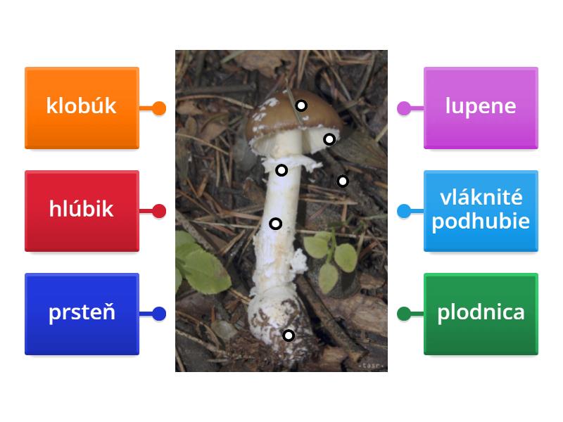 Stavba tela huby - Labelled diagram