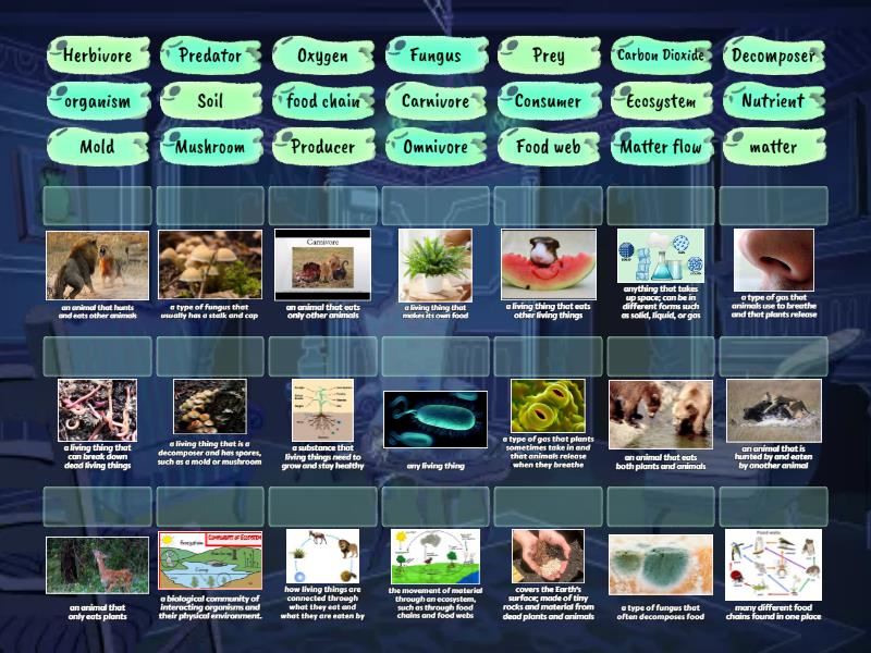 Ecosystem Restoration Quiz - Match up