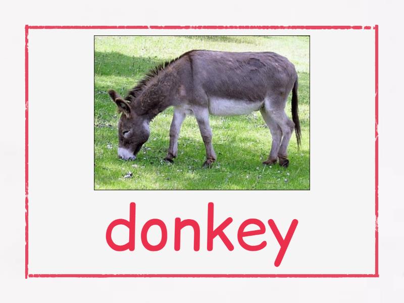 Theme 9 - Domestic animals () - Flash cards