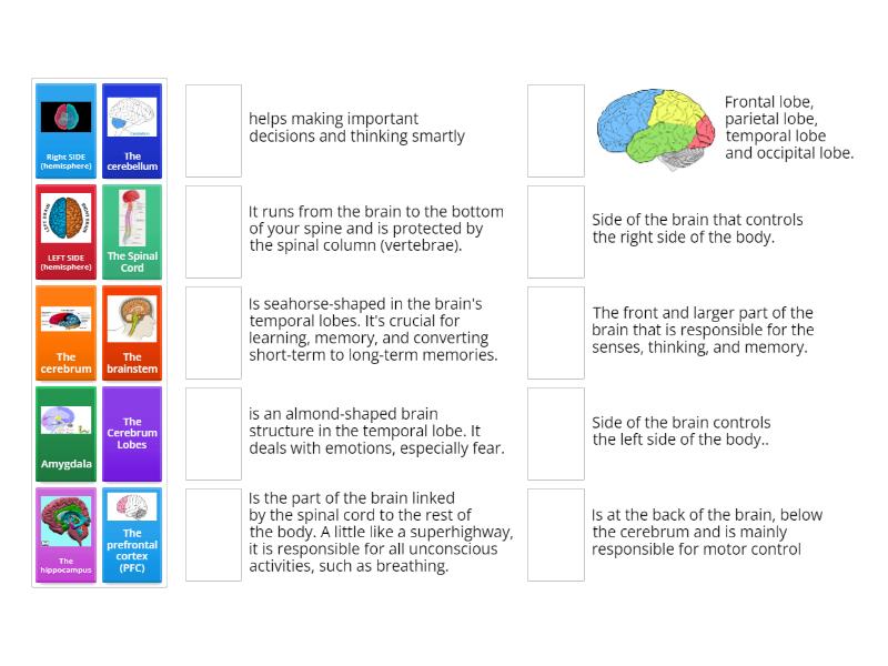 Parts of the brain. - Match up