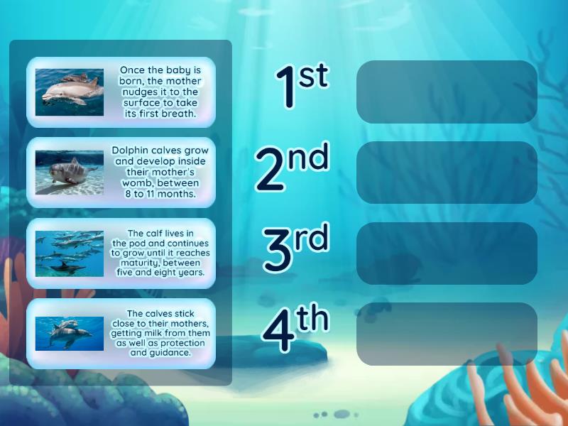 Dolphin Life Cycle - Orden correcto