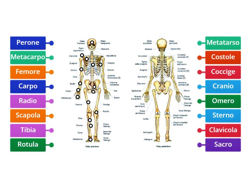 Le principali ossa del corpo umano - Labelled diagram