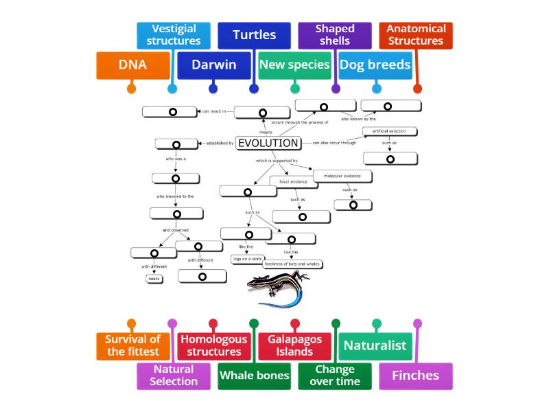 Evolution Concept Map - Diagrama con etiquetas