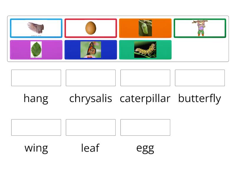 SM 2 Unit 6 The life cycle of a butterfly - Match up
